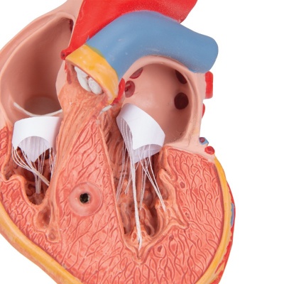Heart & Circulatory Models | Health and Care